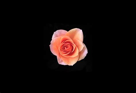 Theta Bootstrap Laravel Admin Dashboard Template