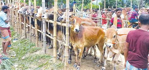 উল্লাপাড়ায় জমেনি গ্যাস লাইন পশুর হাট
