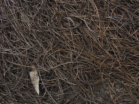 Dense Arrangement Of Dry Grass And Twigs With Leaf Free Stock Photo FreeImages