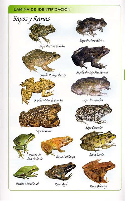 Guia De Los Peces Anfibios Reptiles Y Mamiferos De Castilla Y Leon