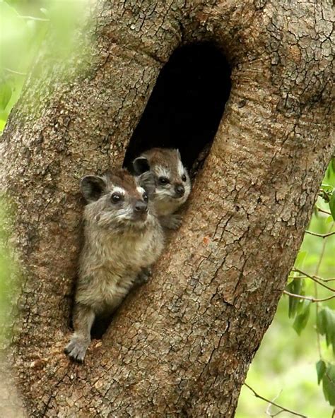 Southern Tree Hyrax