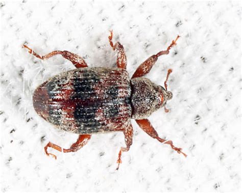 Conotrachelus Recessus Bugguide Net