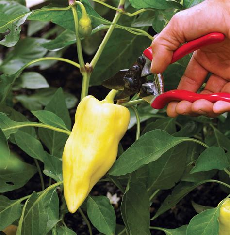 Plant Life Cycle Of A Pepper