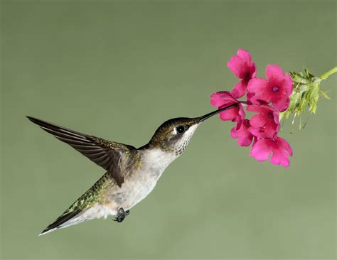 🔥 [50 ] Free Hummingbird Wallpapers And Screensaver Wallpapersafari