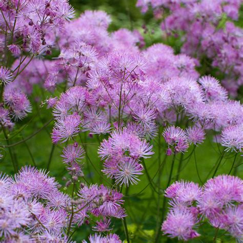 Buy Thalictrum Collection At Uk