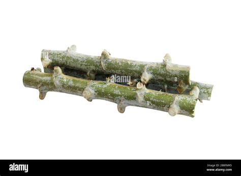 Cassava Heap Cut Tapioca Tree Trunk Piece Cut Cassava Roots Isolated