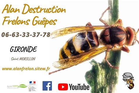Alan Destruction Frelon Guêpes Experts Guêpes et Frelons