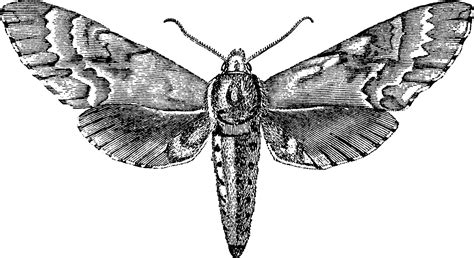 Sphinx Moth Vintage Illustration 13853409 Vector Art At Vecteezy