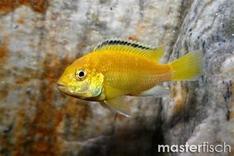 Electric Yellow Cichlid Labidochromis Caeruleus Masterfisch