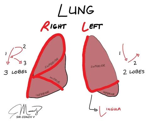 Sir Coach V Lung Right Lung Has 3 Lobes 3 Strokes To Write The
