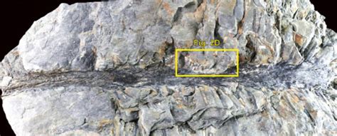 Rare 3d Fossil Of Trees Older Than Dinosaurs Reveals Bizarre Alien Like