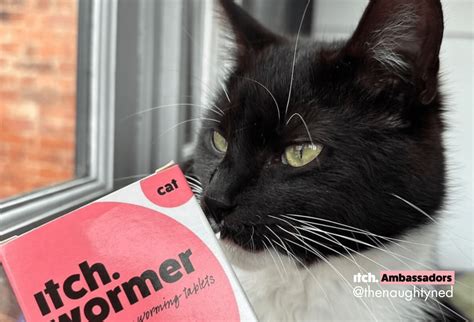 How To Give Your Cat Worming Tablets Without The Drama Itch Pet