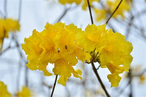 春季常見的開花樹木 三月至五月