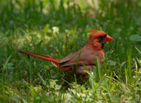 Male And Female Birds That Look Alike Monomorphic Birds