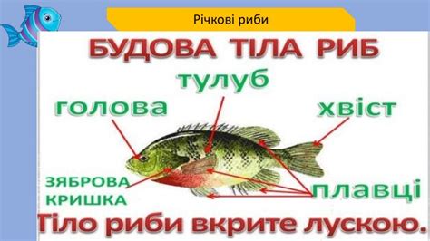 Презентація на тему РИБИ