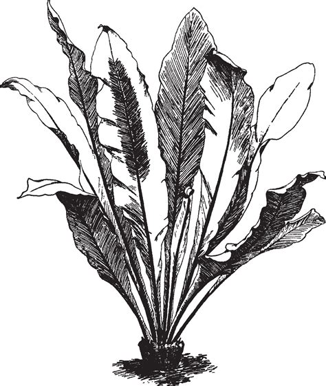Asplenium Nidus Vintage Illustration 35437323 Vector Art At Vecteezy