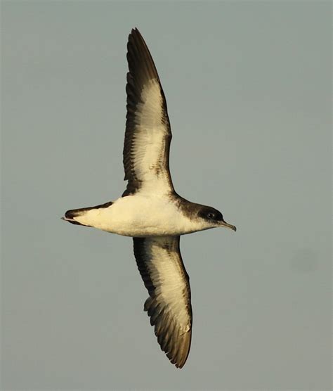 Research Will Explore Impact Of Offshore Wind Farms On Uk Seabird