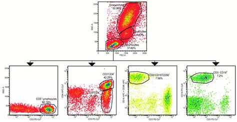 Leukocyte Population Gating Strategy Lymphocytes Monocytes And