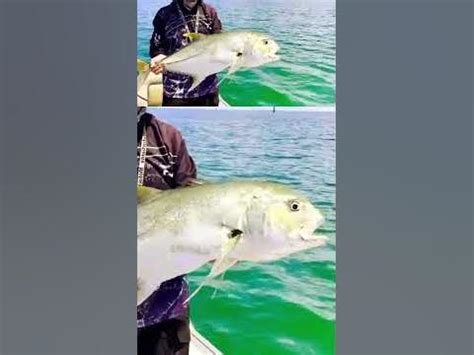 Surprise GT on soft plastic lure #fishing #trevally - YouTube