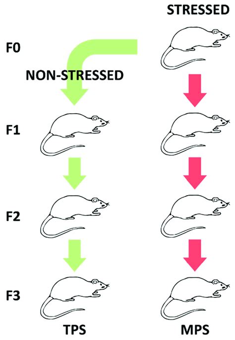 Illustration Summarizing The Experimental Design Generating Lineages Of