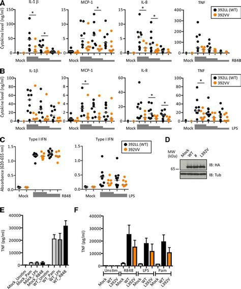 Primary Cells From Irak2 L392v Carriers And L392v Reconstituted Murine