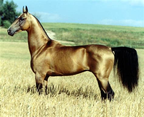 The Akhal Teke May Look Delicate But It Was Bred For Sport And