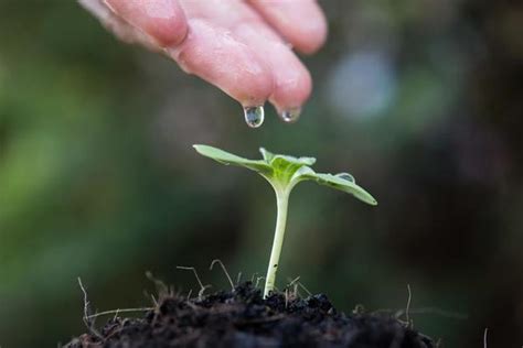 Seedling Stock Photos Images And Backgrounds For Free Download