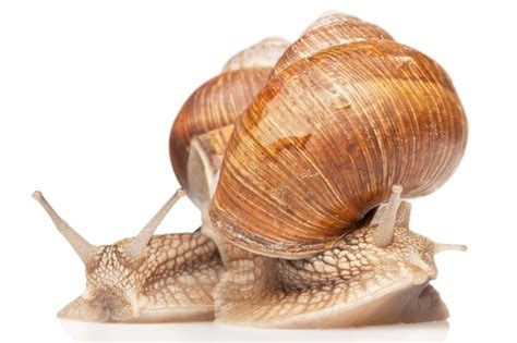 Premium Photo Two Big Snails Posing Isolated On White