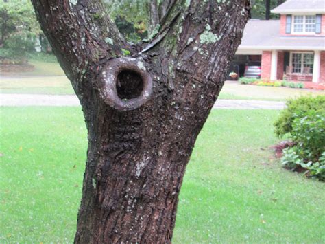 Split Tree Can It Be Saved Walter Reeves The Georgia Gardener