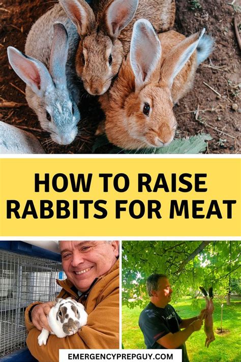 Best 13 Best Rabbit Breeds To Raise For Meat Artofit
