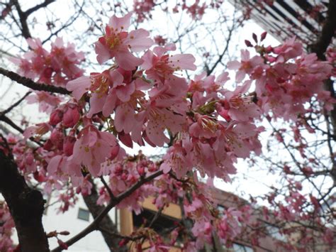 Prunus Incamp Okame