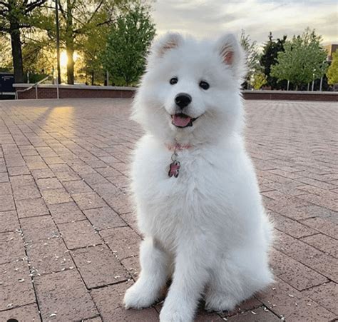 Smiling Cutie Rrarepuppers