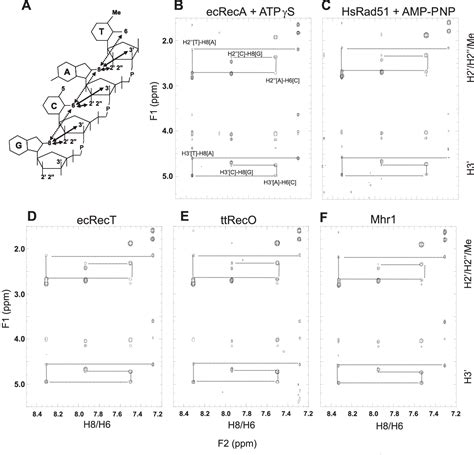 Figure From A Non Canonical Dna Structure Enables Homologous Recombination In Various Genetic