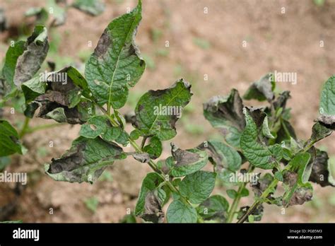 Potato Late Blight Symptom On Leaves Stock Photo Alamy