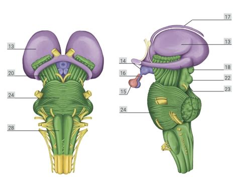 Brain Stem Diagram Quizlet