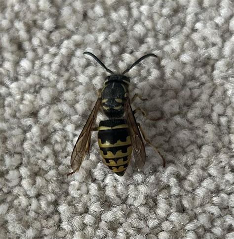 Wasp Identification Rwasps