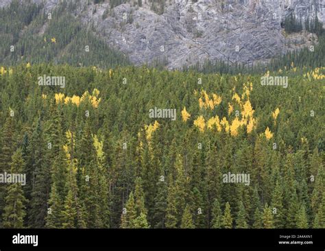 Autumn Colours Appear On Deciduous Trees Among The Evergreen Conifers
