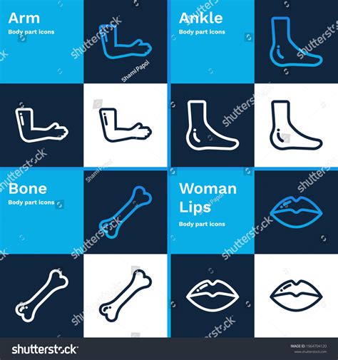 Human Body Anatomy Body Parts Vector Stock Vector Royalty Free