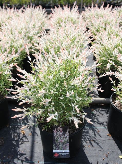 Salix Integra Hakuro Nishiki J C Bakker Sons Ltd