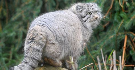 The Pallass Cat How This Little Feline Survives In The Harshest 8
