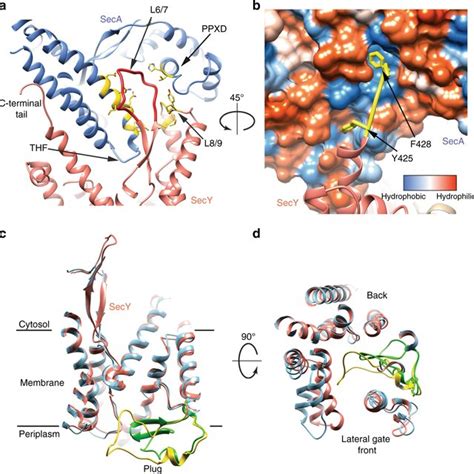 Overall Structure Of The Seca Secy Substrate Complex A Components Of