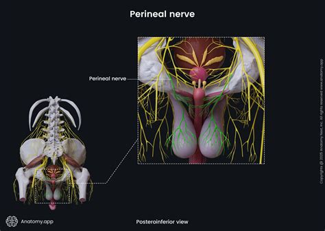 Pudendal Nerve Male Anatomy