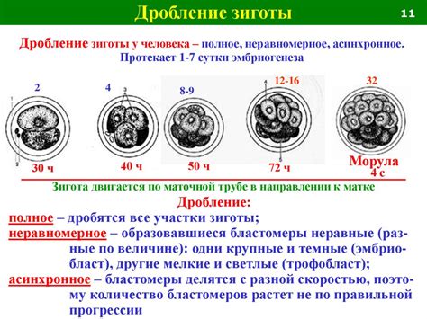 Эмбриология человека - презентация онлайн
