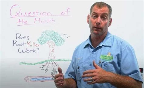 Does Root Killer Really Work Plumbing Tips And Alternatives