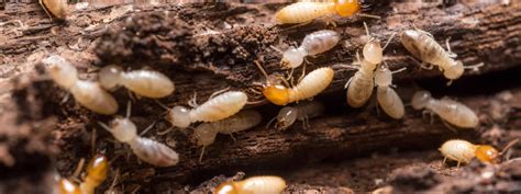 Termite Bug Free Muskoka