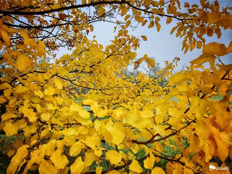 Őszi Arany Időkép Képtár