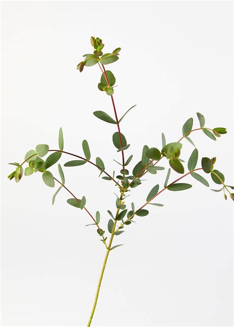 추억을 불러오는 파블로 유칼립투스반단