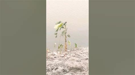 মাশাআল্লাহ কলা গাছ টি দেখতে অনেক সুন্দর Youtube