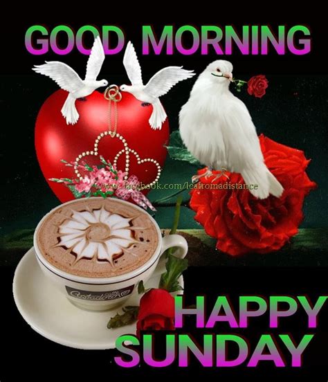 Doves Good Morning Sunday Quote Pictures Photos And Images For Facebook Tumblr Pinterest