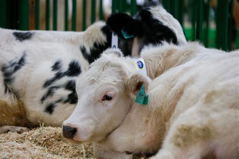 Ставропольчане могут получить грант на развитие семейных ферм АТВмедиа